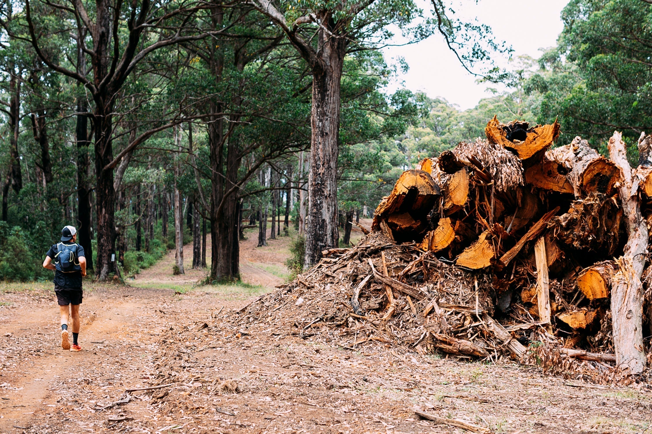 VICTORIA’S PRICELESS MOUNTAIN ASH FORESTS ARE BEING LOGGED FOR A LOSS ...