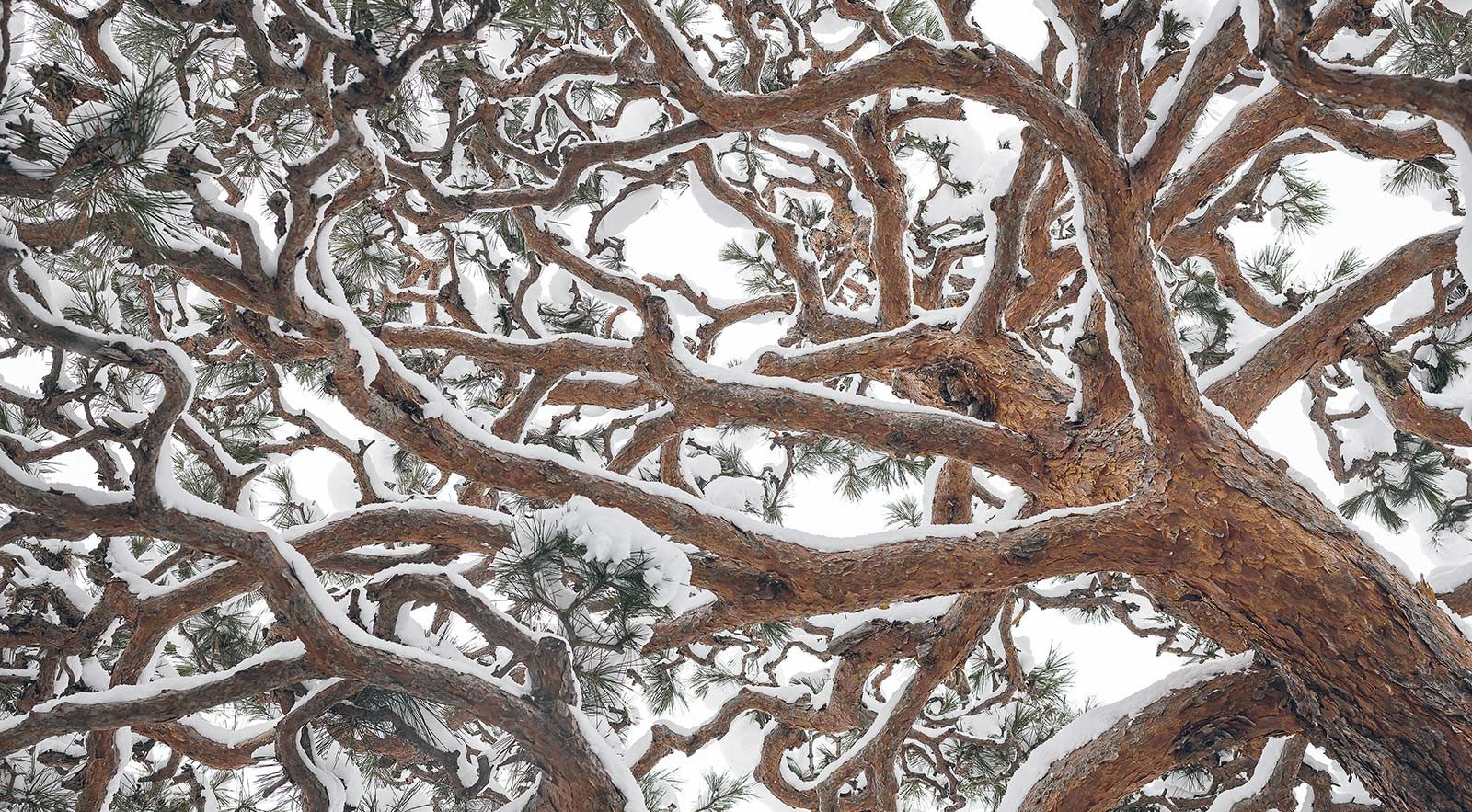Treeline: The Film - Patagonia Australia