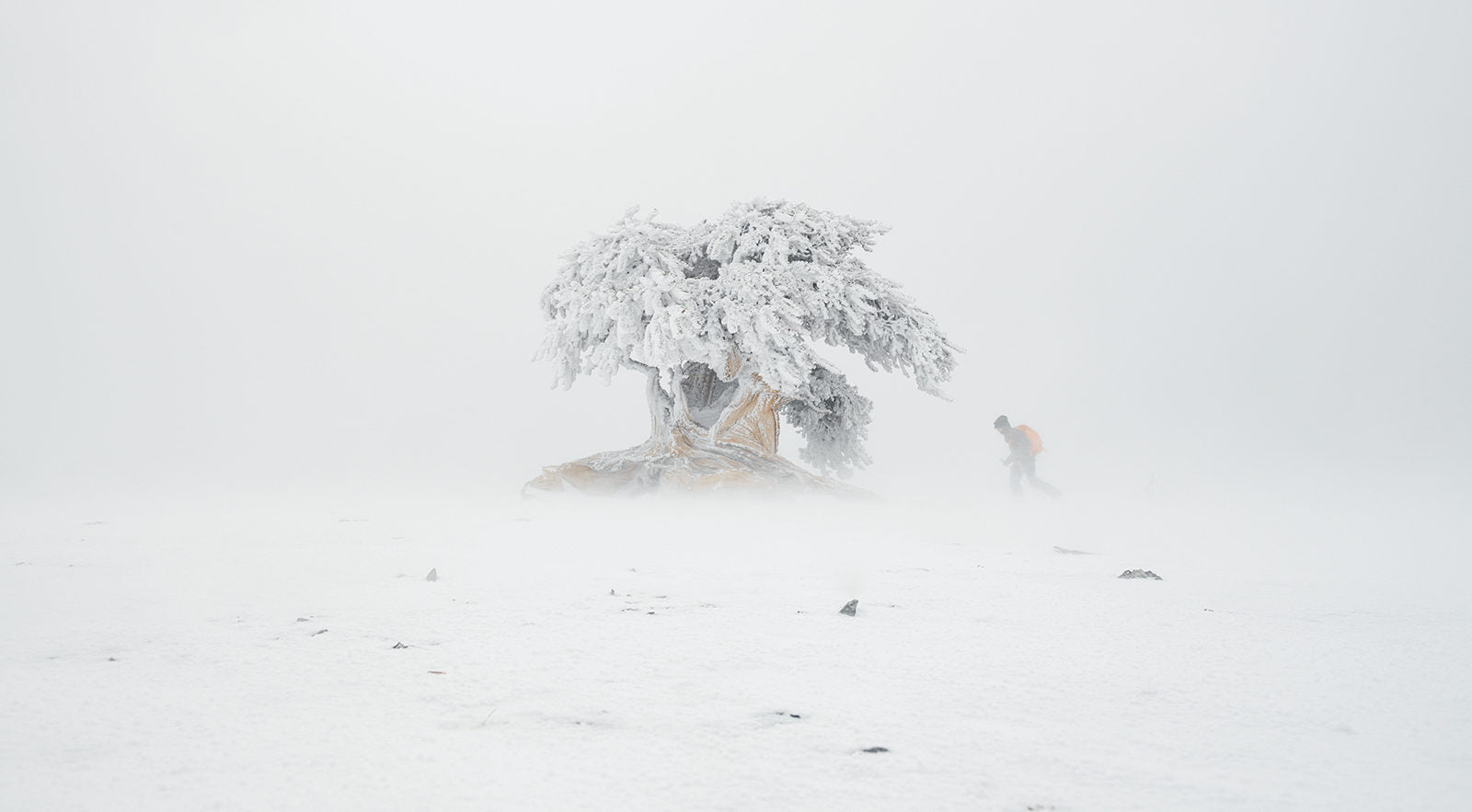 Treeline: Trespassing - Patagonia Australia