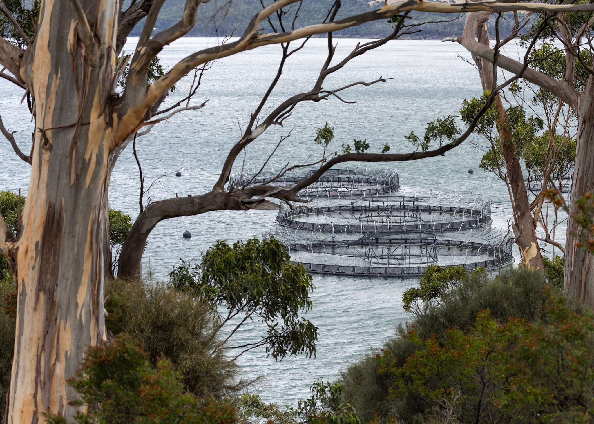 Captives Going in Circles - Patagonia Australia
