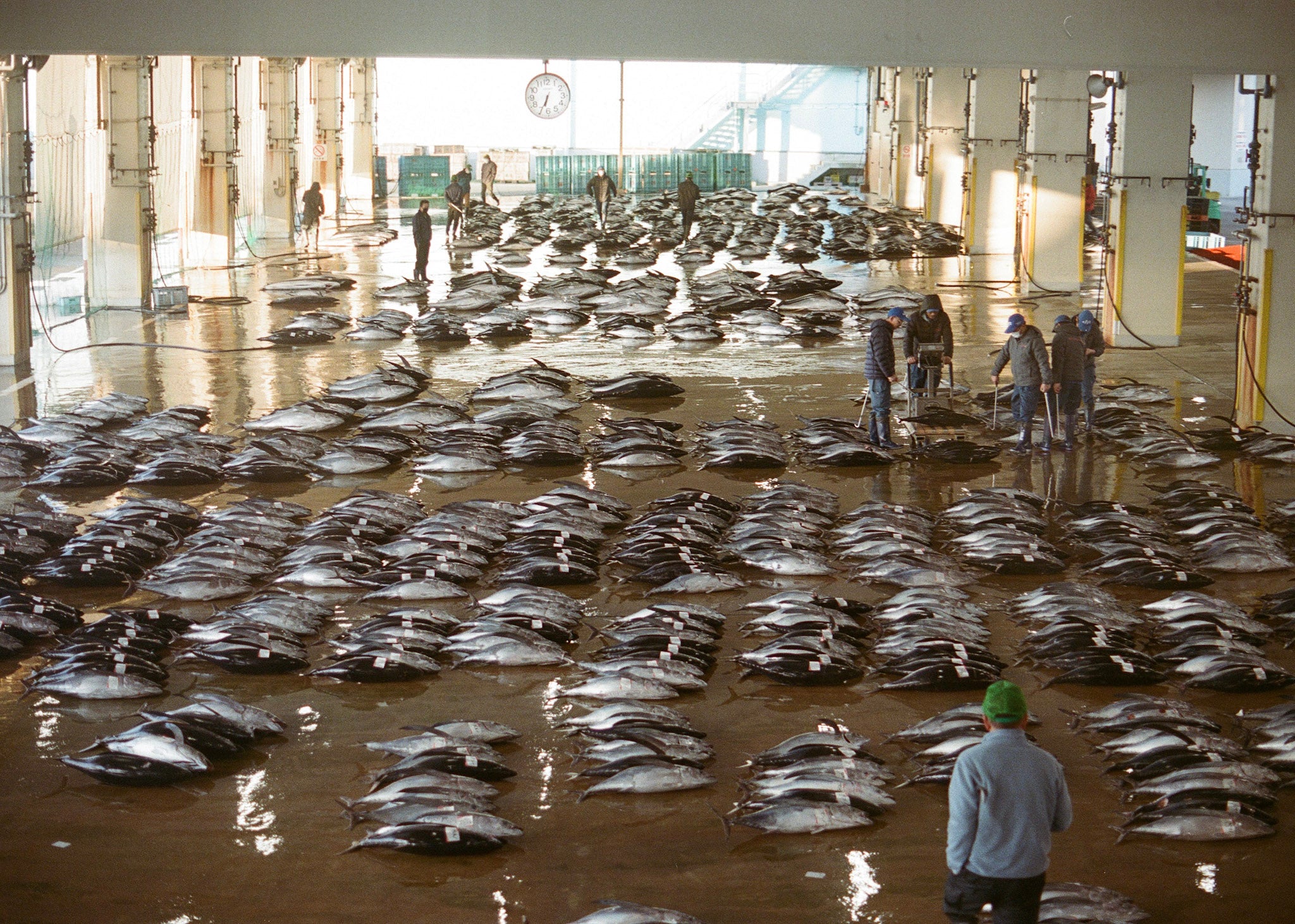 The Future of Tuna: Taking a Long Line to a Pacific Icon - Patagonia ...