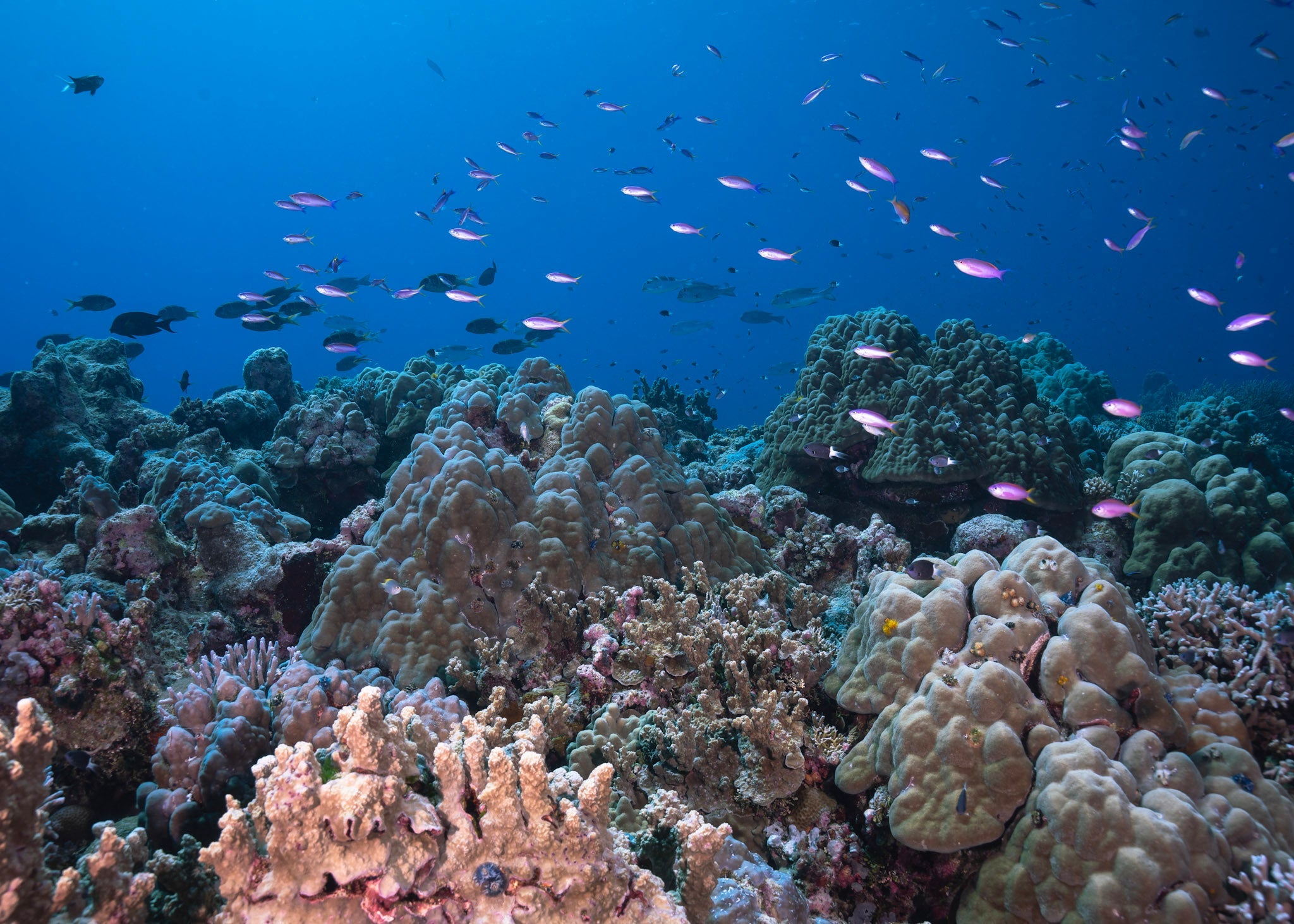 Scott Reef Beckons... for both Ocean Lovers and the Gas Industry ...