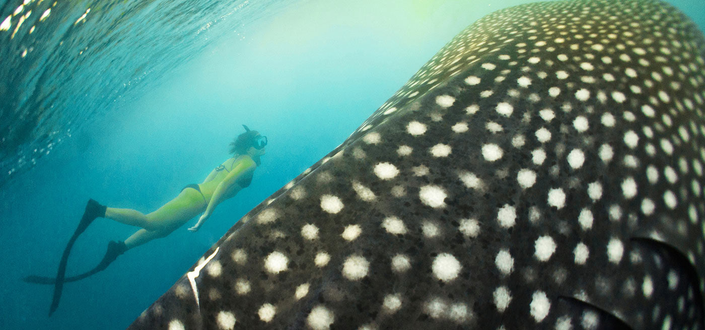 Kimi Werner - Patagonia Australia