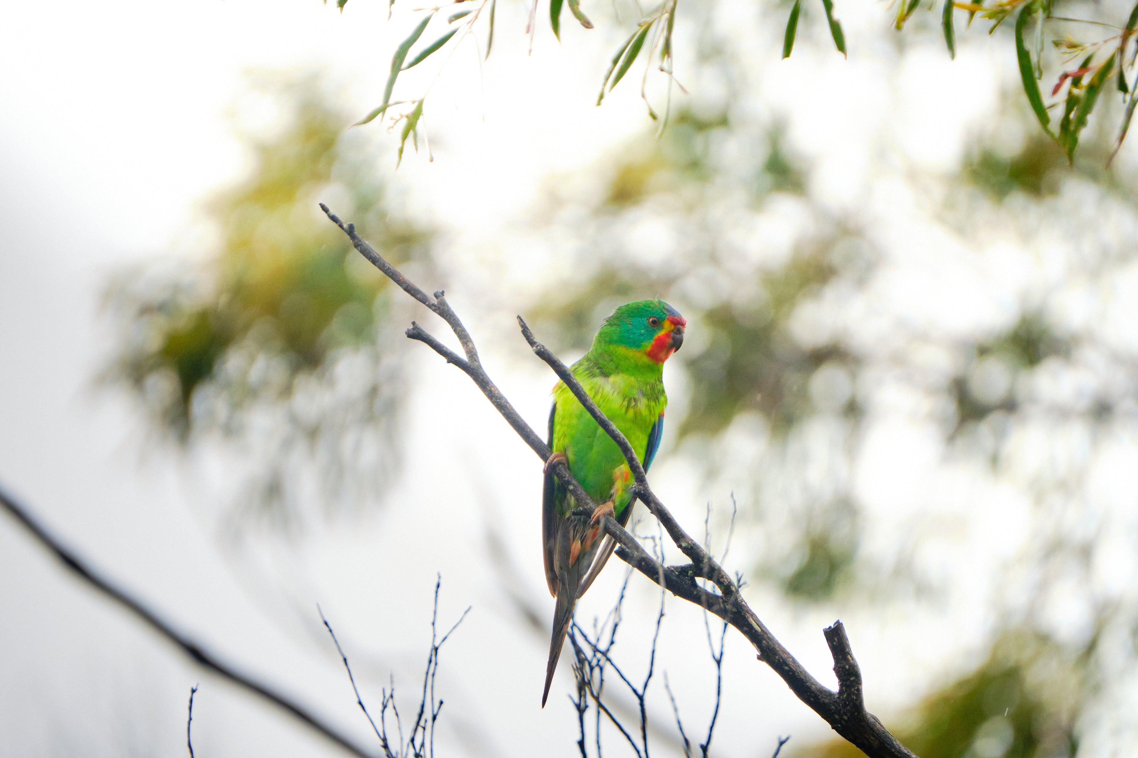 SWIFT DECLINE: WORLD’S FASTEST PARROT FLIES SOUTH TO AN UNCERTAIN FUTU ...