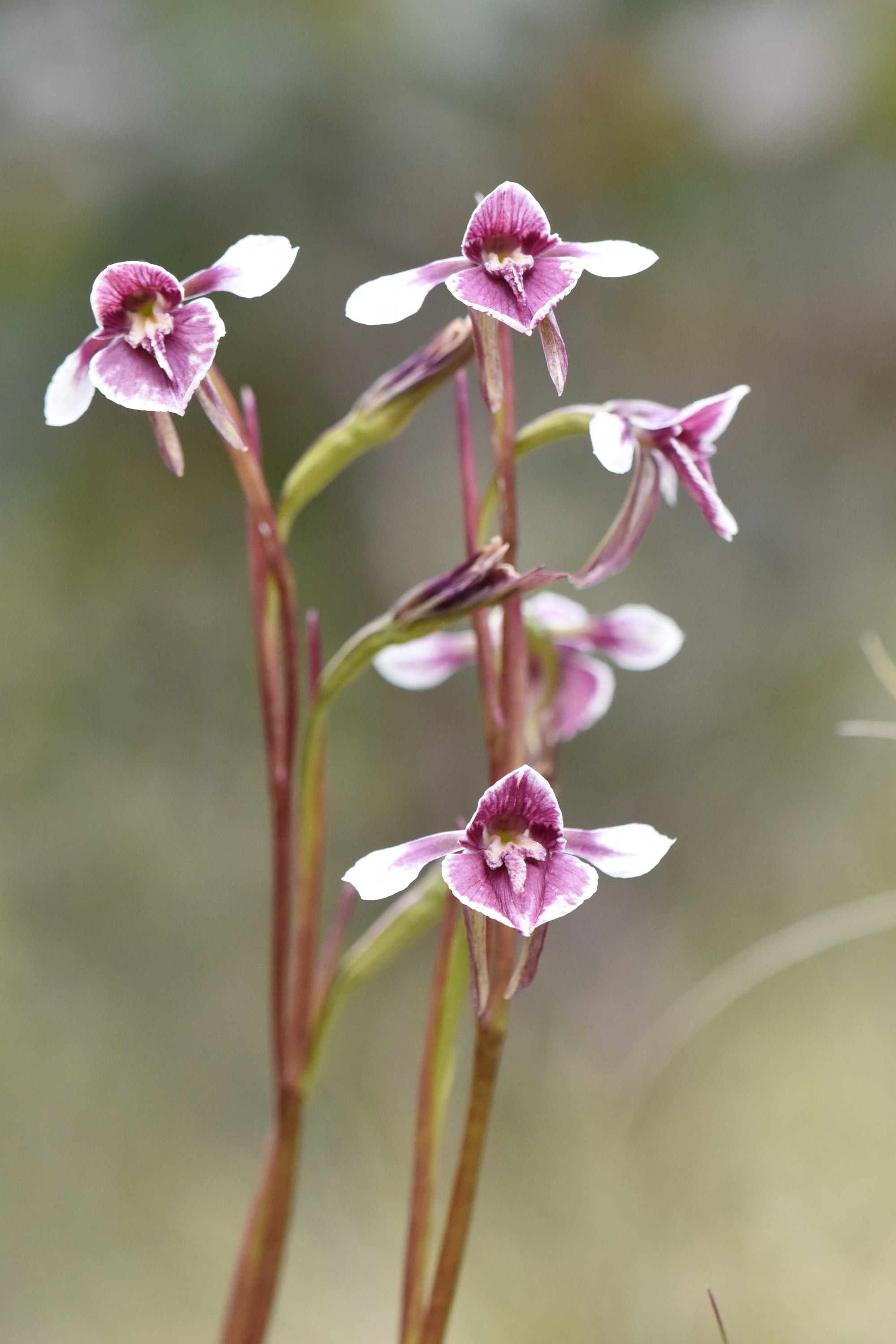 BARRINGTON TOPS CULTURAL BURN: “FIRE WALKS ACROSS BIYAN BIYAN, ORCHID ...