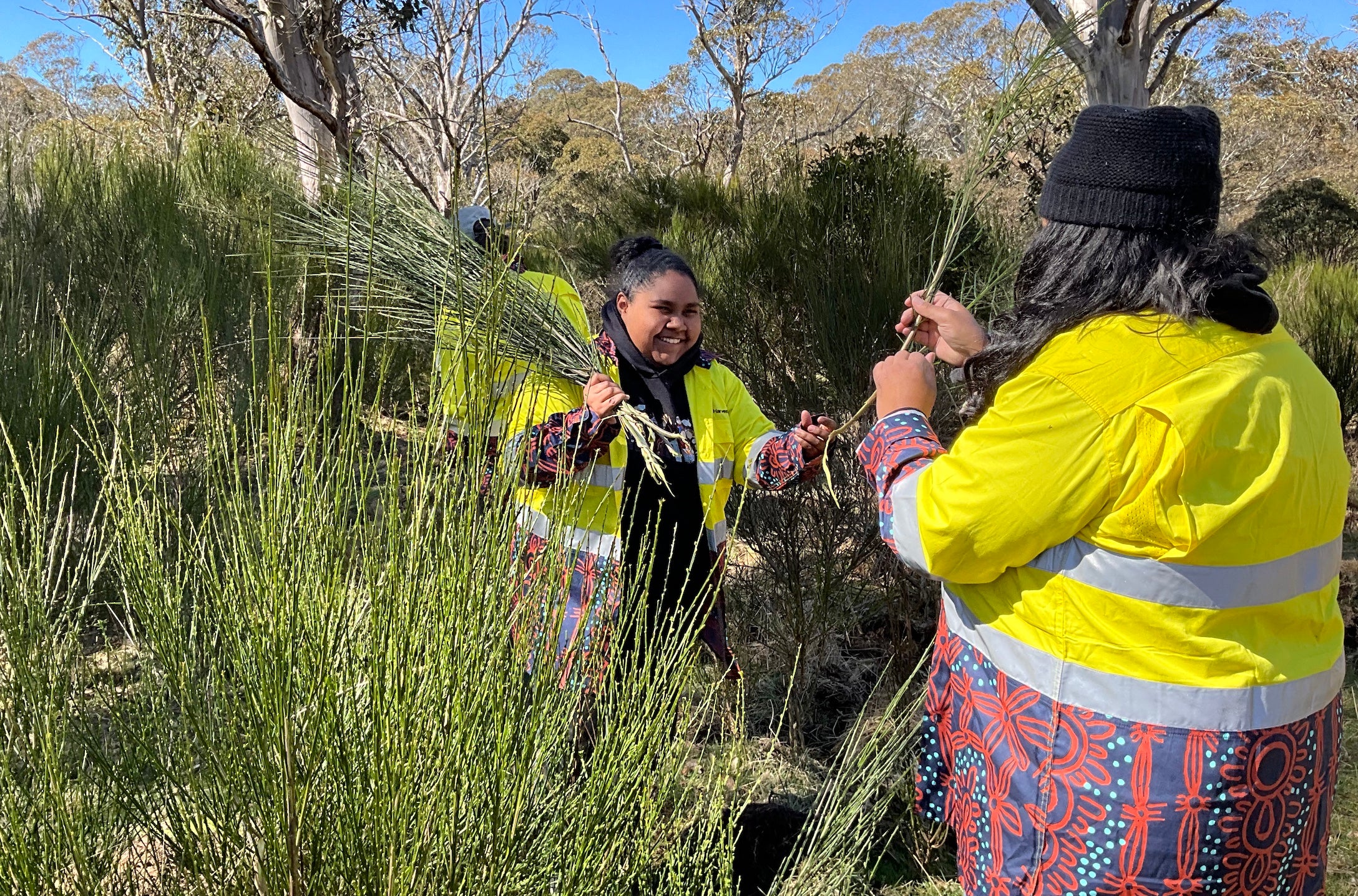 BARRINGTON TOPS CULTURAL BURN: “FIRE WALKS ACROSS BIYAN BIYAN, ORCHID ...