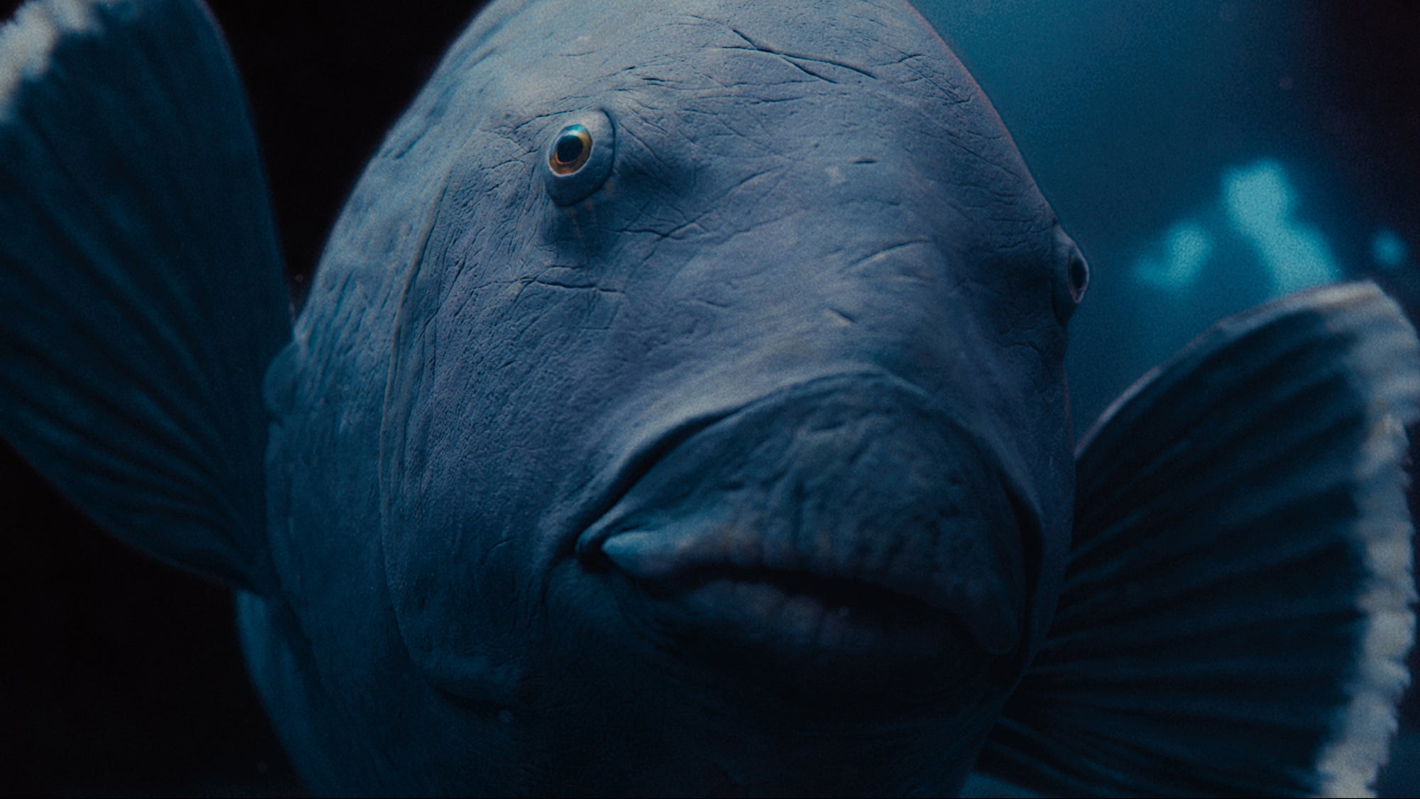 TEENAGE ACTIVISM HAS A NEW ICON... A BIG, BLUE FISH. - Patagonia Australia
