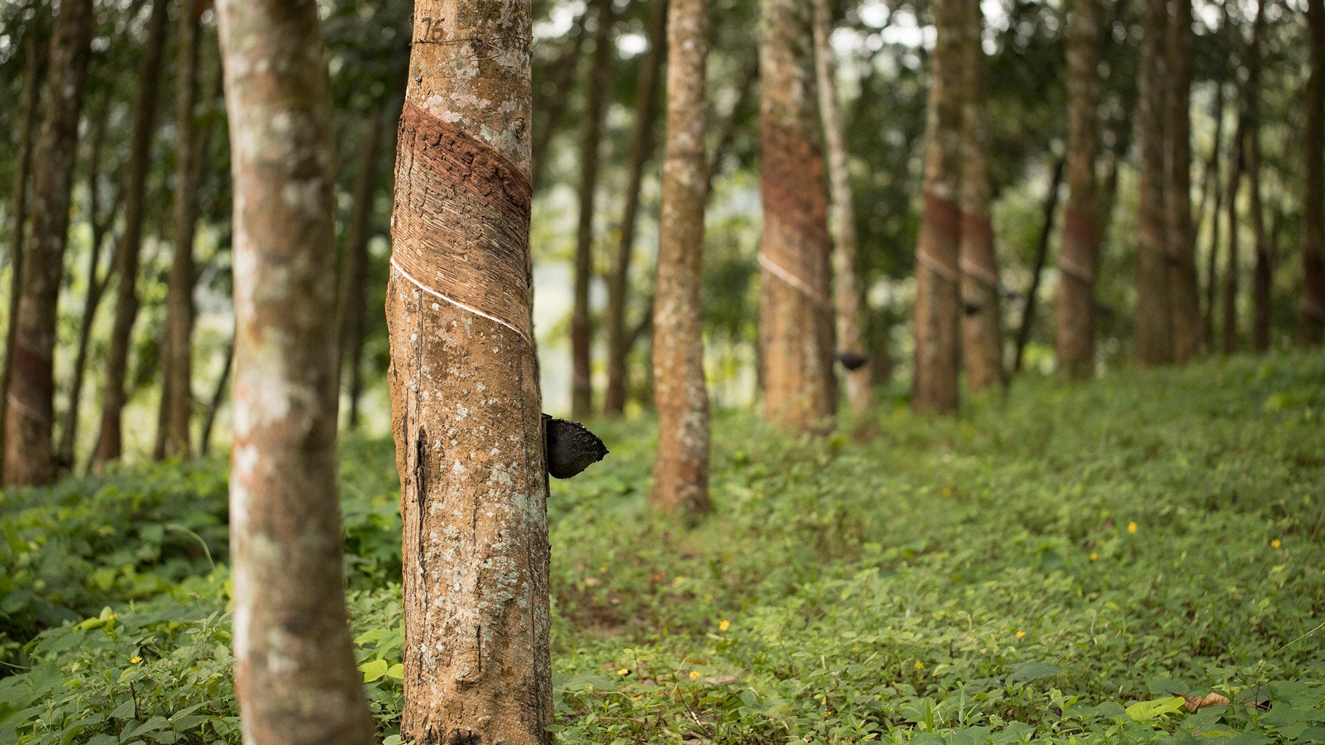 Yulex® Rubber - Patagonia Australia