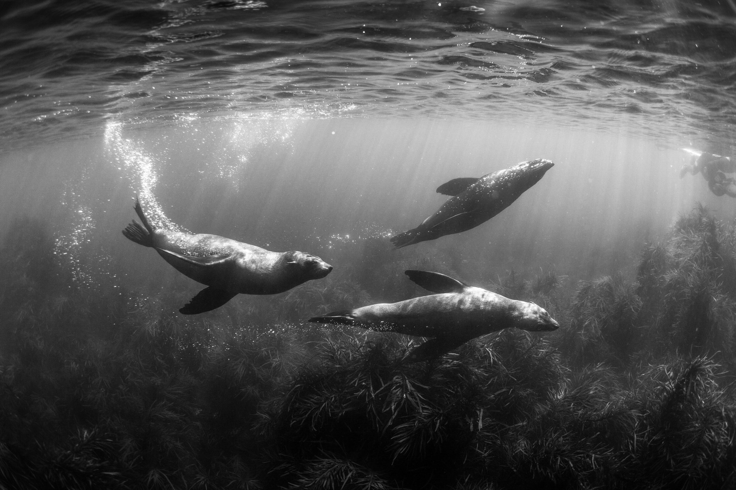 Code Blue: Climate Change is Ocean Change - Patagonia Australia