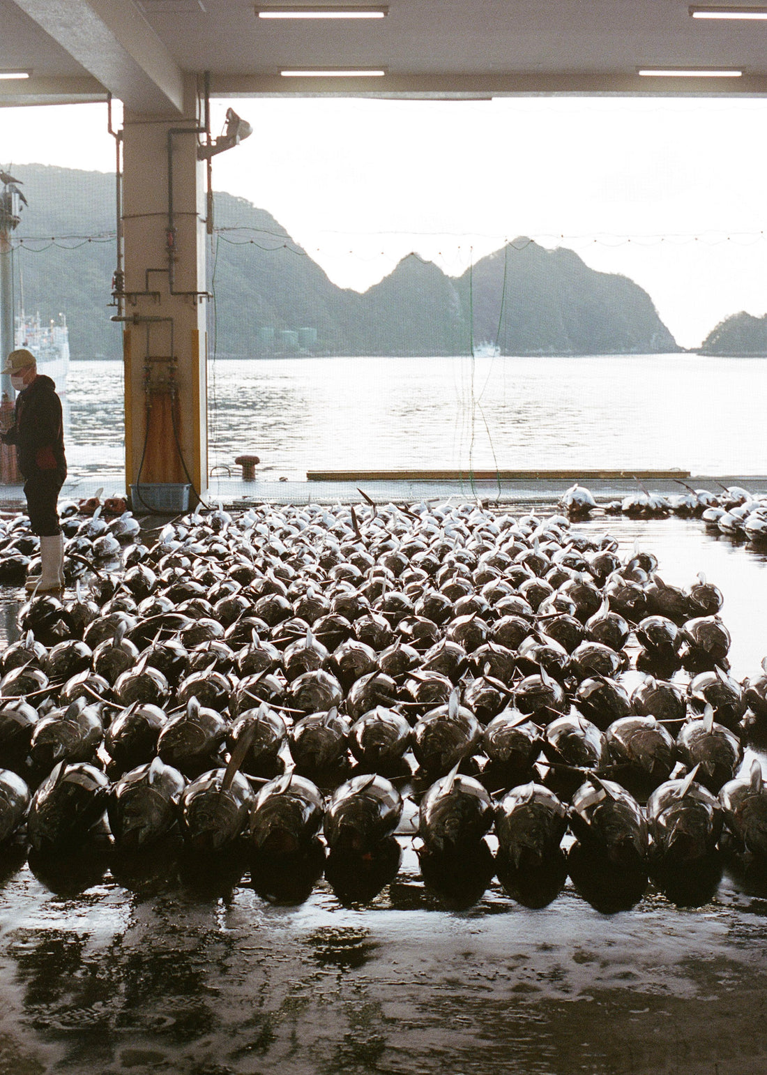 The Future of Tuna: Taking a Long Line to a Pacific Icon - Patagonia ...