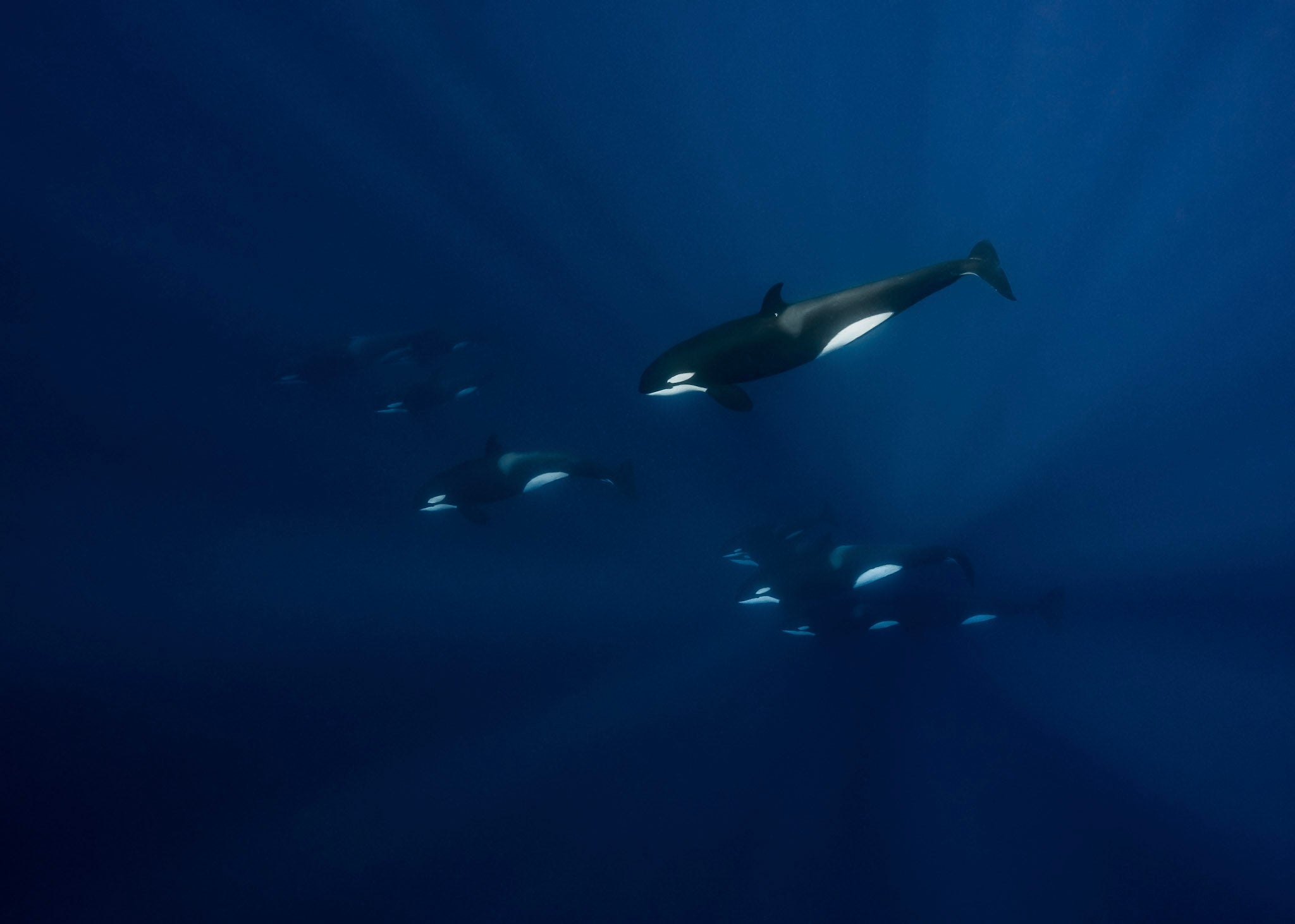 Scott Reef Beckons... for both Ocean Lovers and the Gas Industry ...