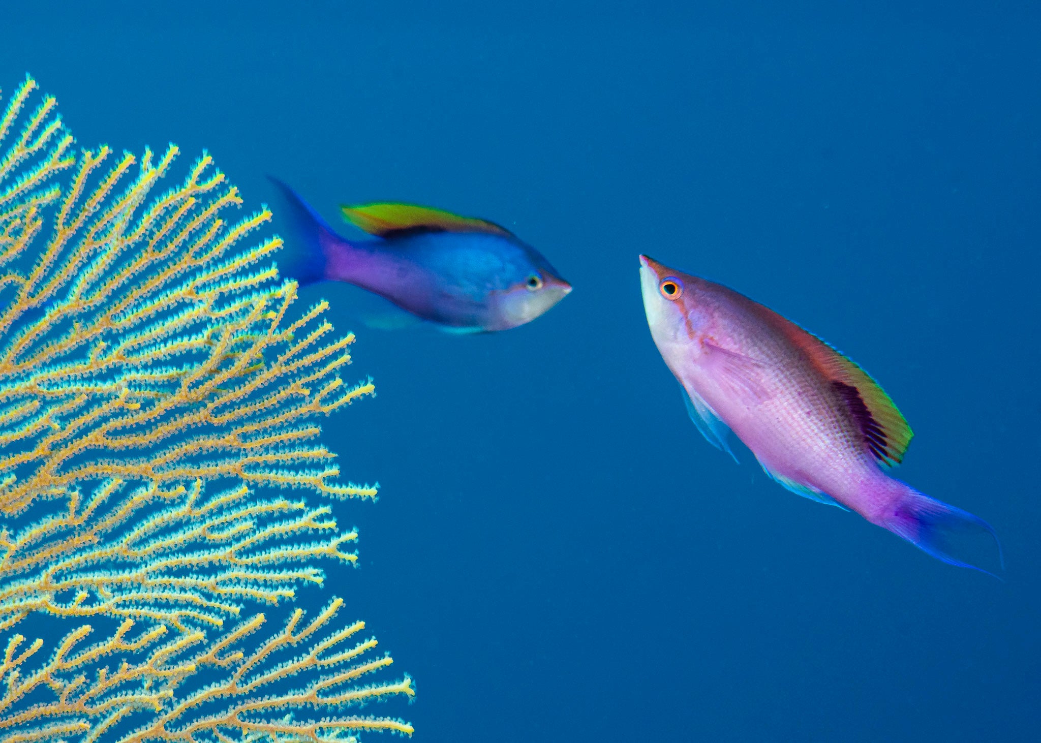 Scott Reef Beckons... for both Ocean Lovers and the Gas Industry ...