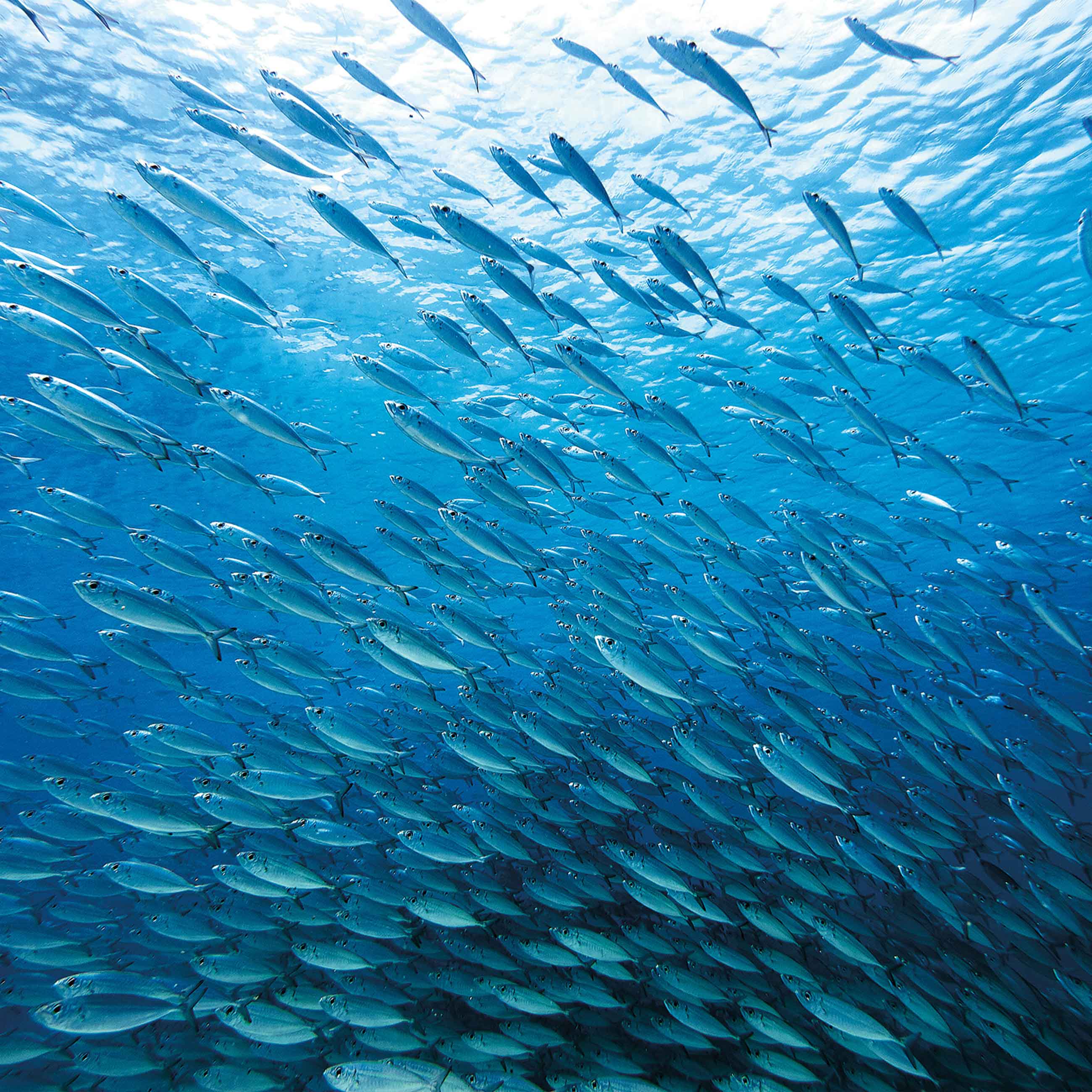 Protect the Ocean - Patagonia Australia