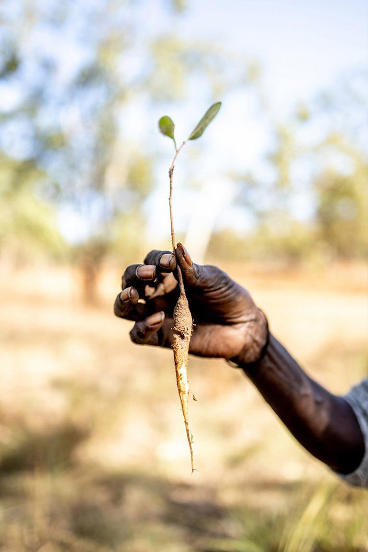 The Women of the Mimal Rangers: Keeping ancestral knowledge alive in A ...