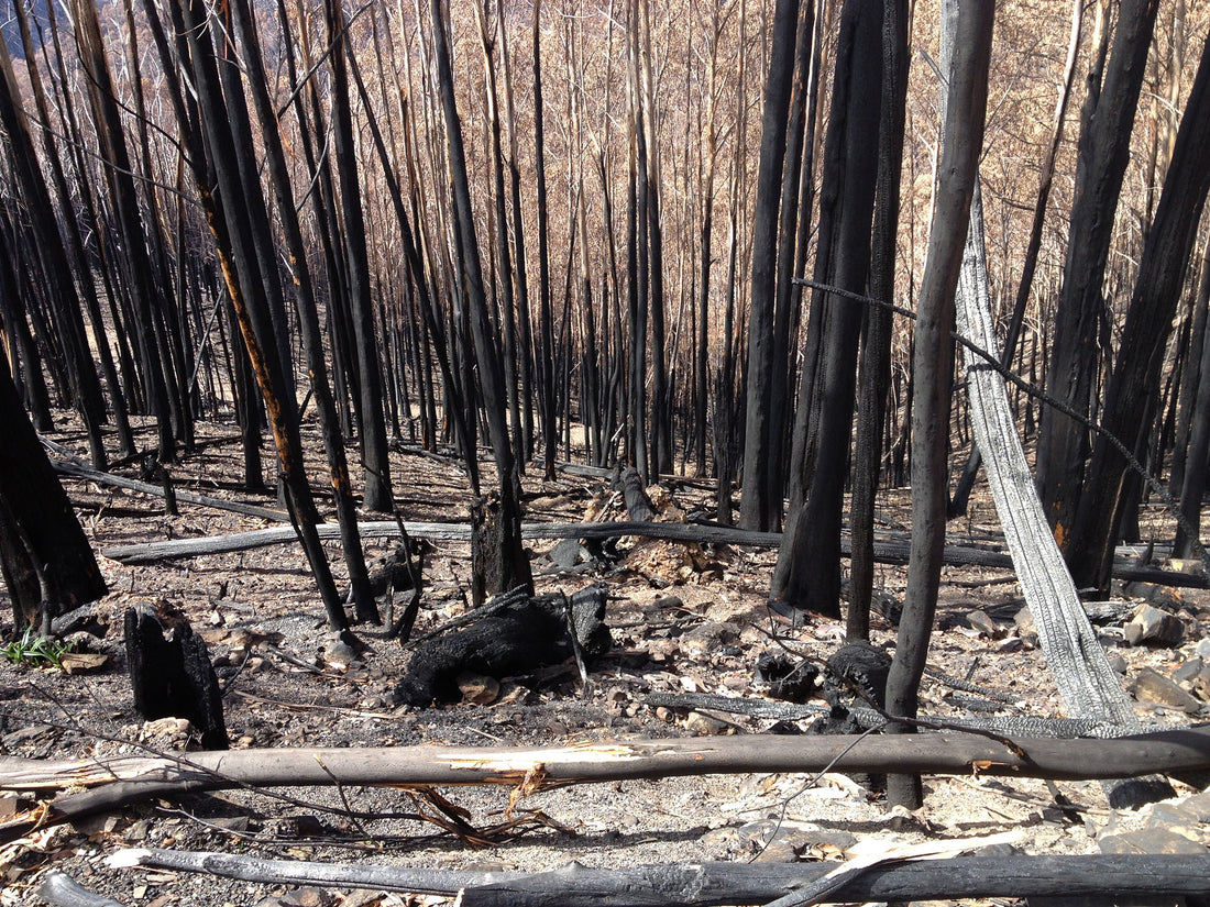 GHOST FORESTS: AUSTRALIA’S ICONIC SNOW GUMS ARE THE BLEACHING CORALS O ...