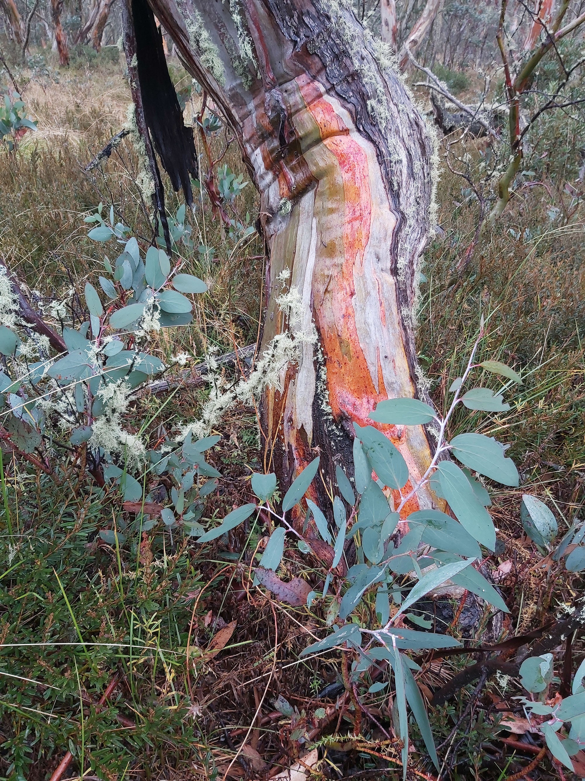 GHOST FORESTS: AUSTRALIA’S ICONIC SNOW GUMS ARE THE BLEACHING CORALS O ...
