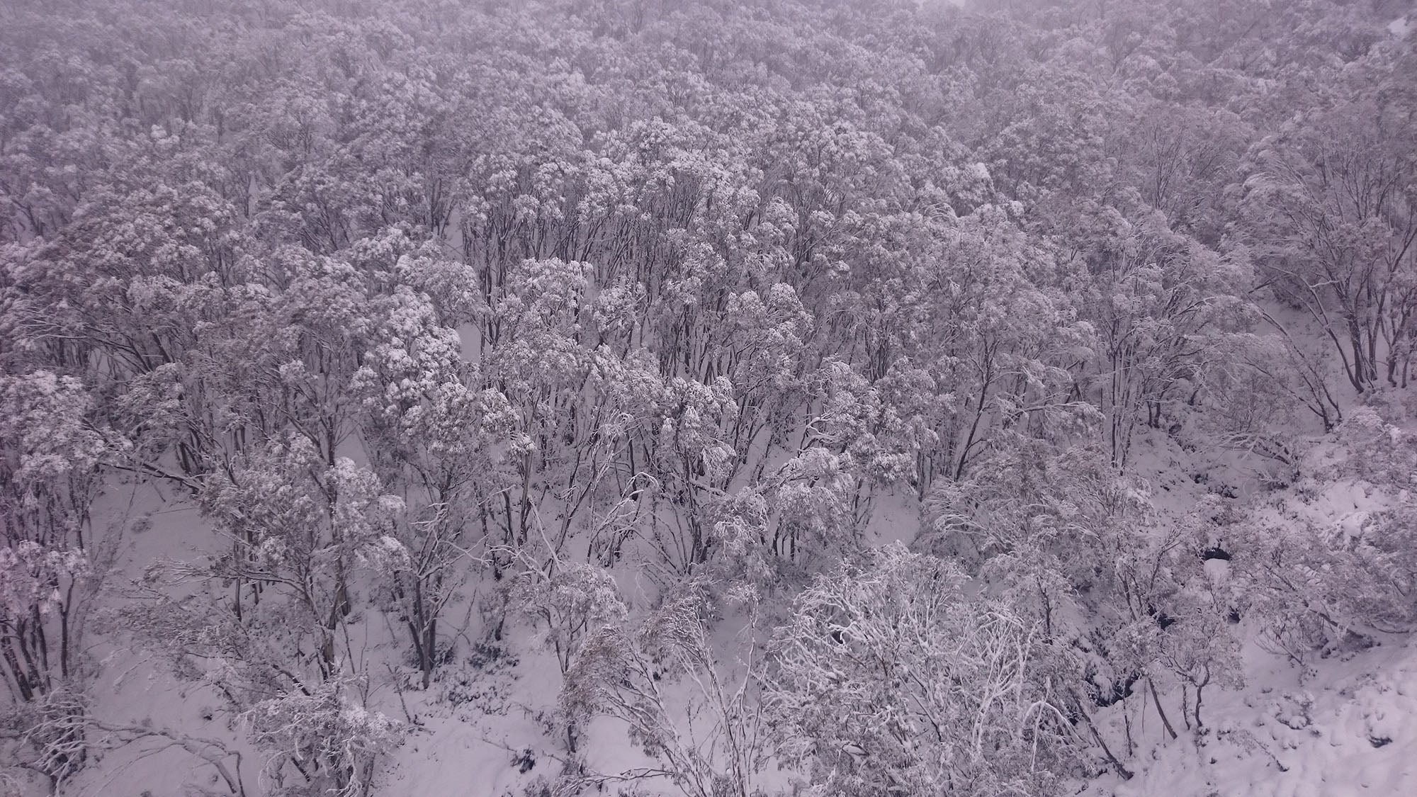 GHOST FORESTS: AUSTRALIA’S ICONIC SNOW GUMS ARE THE BLEACHING CORALS O ...