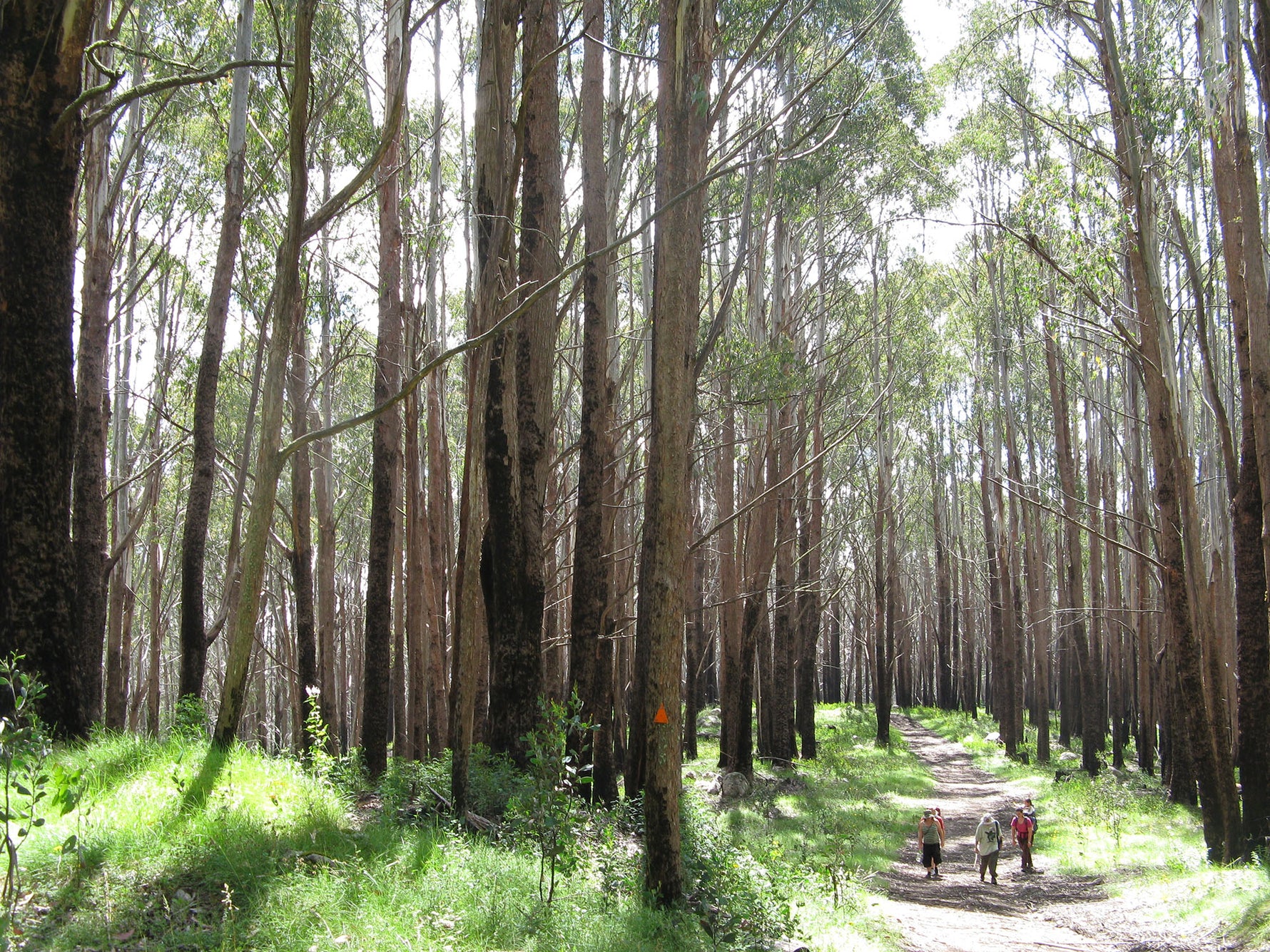 GHOST FORESTS: AUSTRALIA’S ICONIC SNOW GUMS ARE THE BLEACHING CORALS O ...