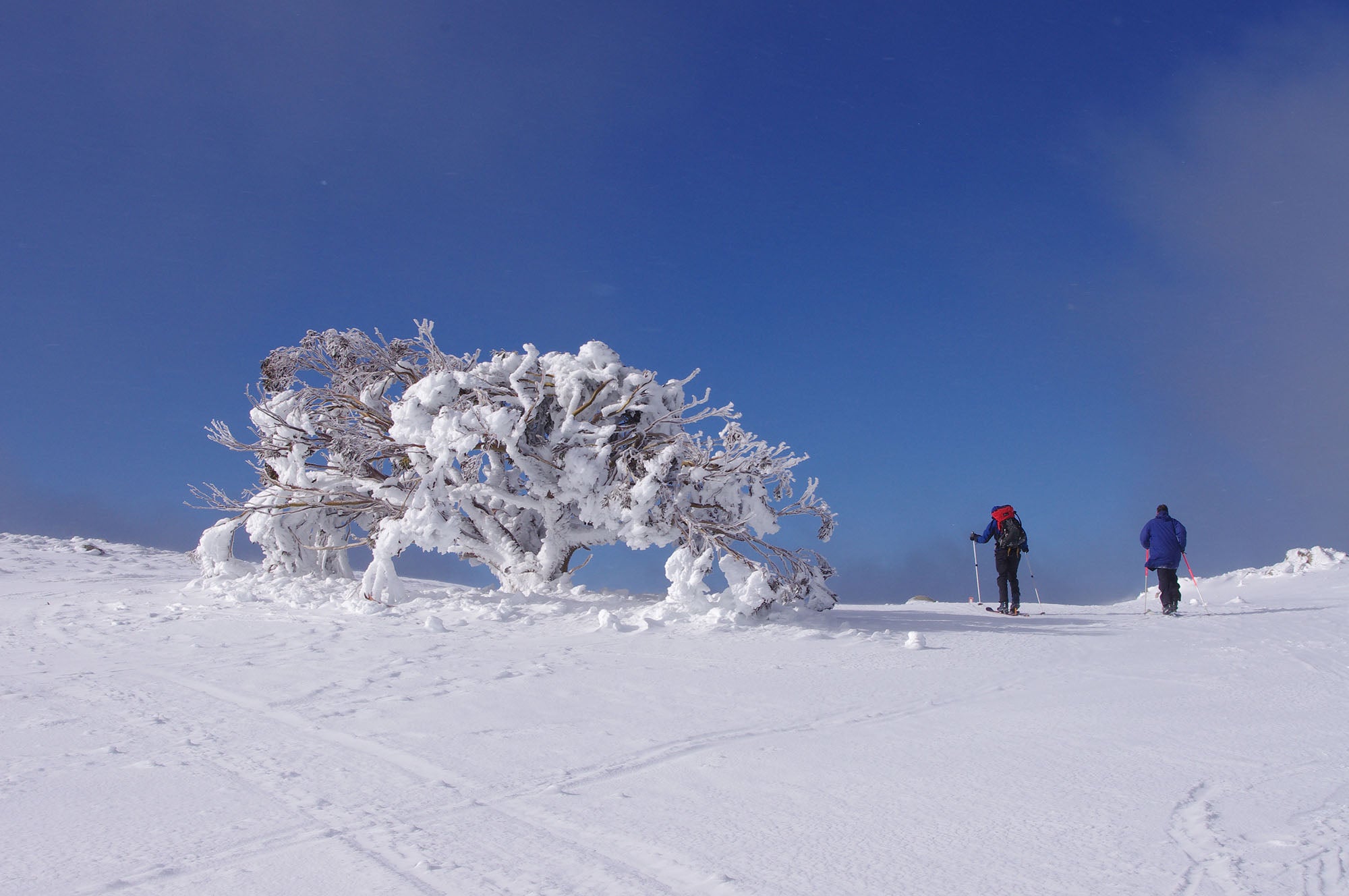 GHOST FORESTS: AUSTRALIA’S ICONIC SNOW GUMS ARE THE BLEACHING CORALS O ...