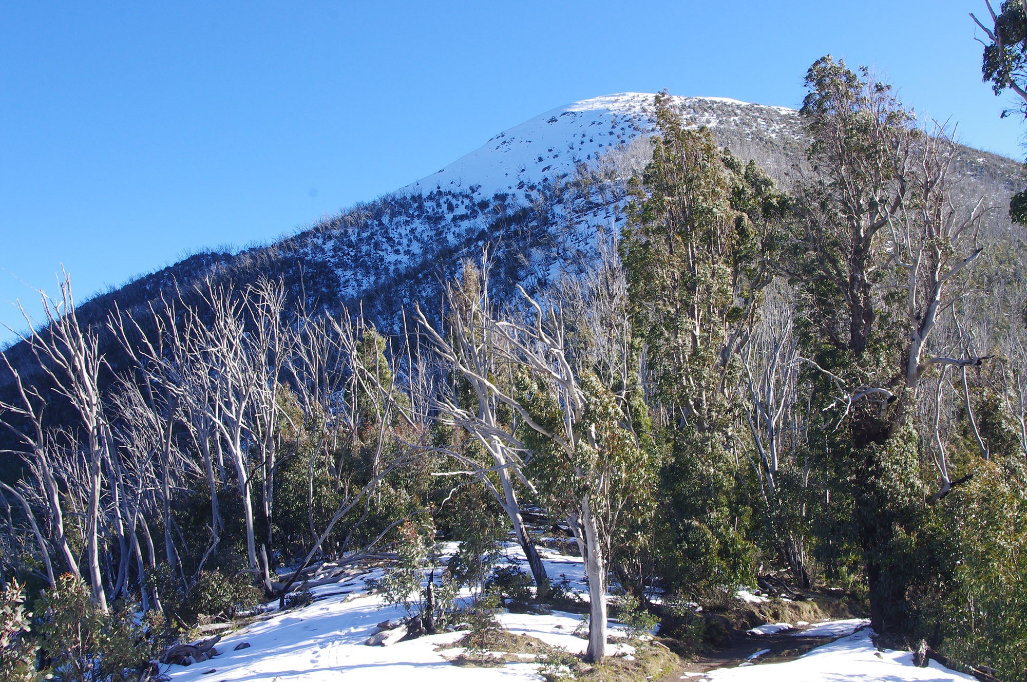 GHOST FORESTS: AUSTRALIA’S ICONIC SNOW GUMS ARE THE BLEACHING CORALS O ...